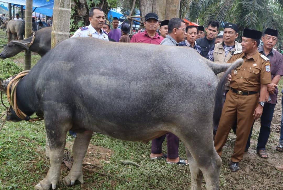 Khafid Moein Buka Festival Memantai Adat Tabir
